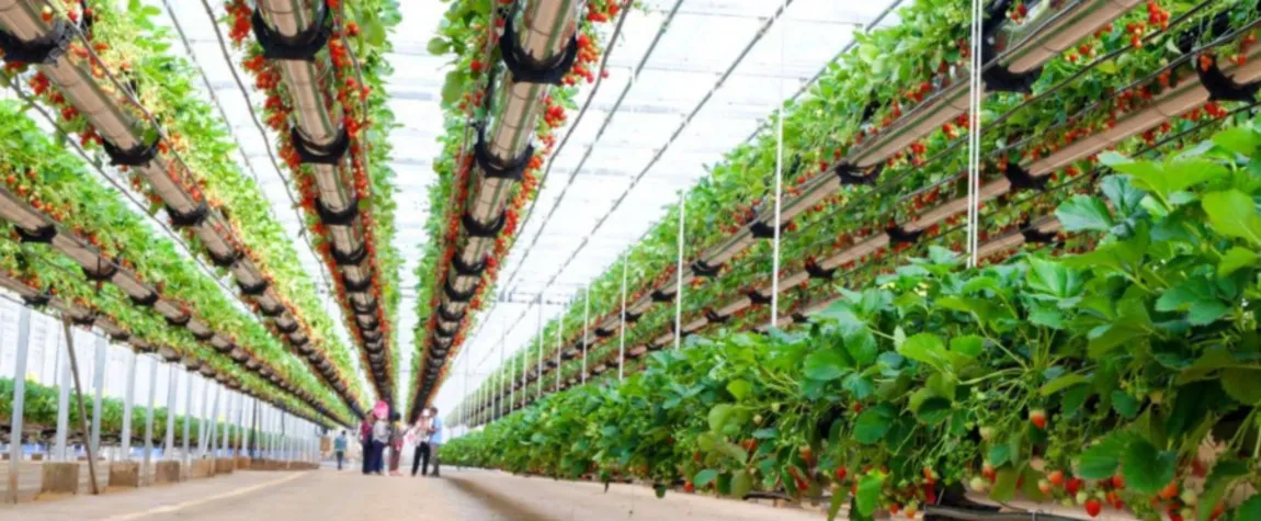 The top 4 brilliant farm shops to visit in the UAE